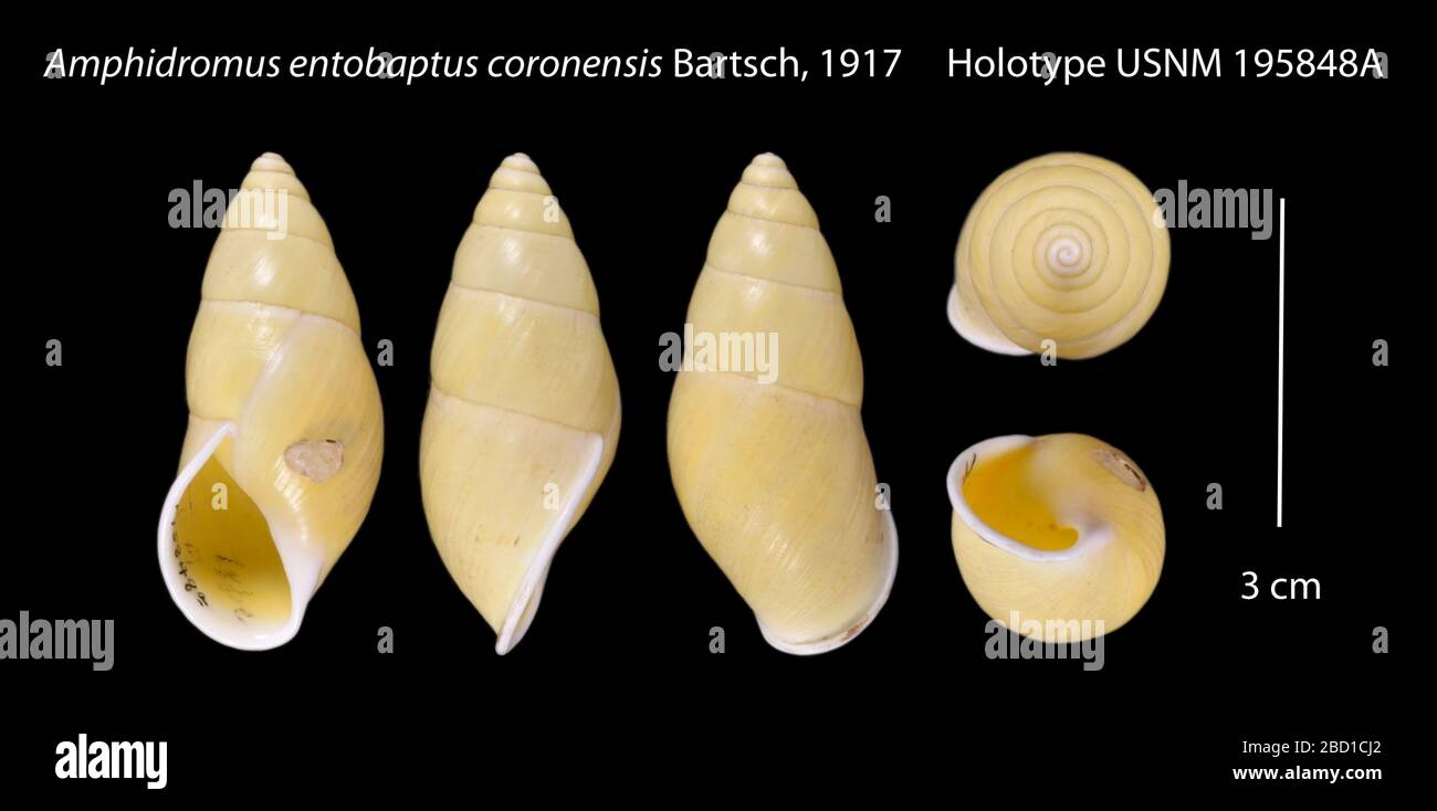 Amphidromus hi-res stock photography and images - Alamy