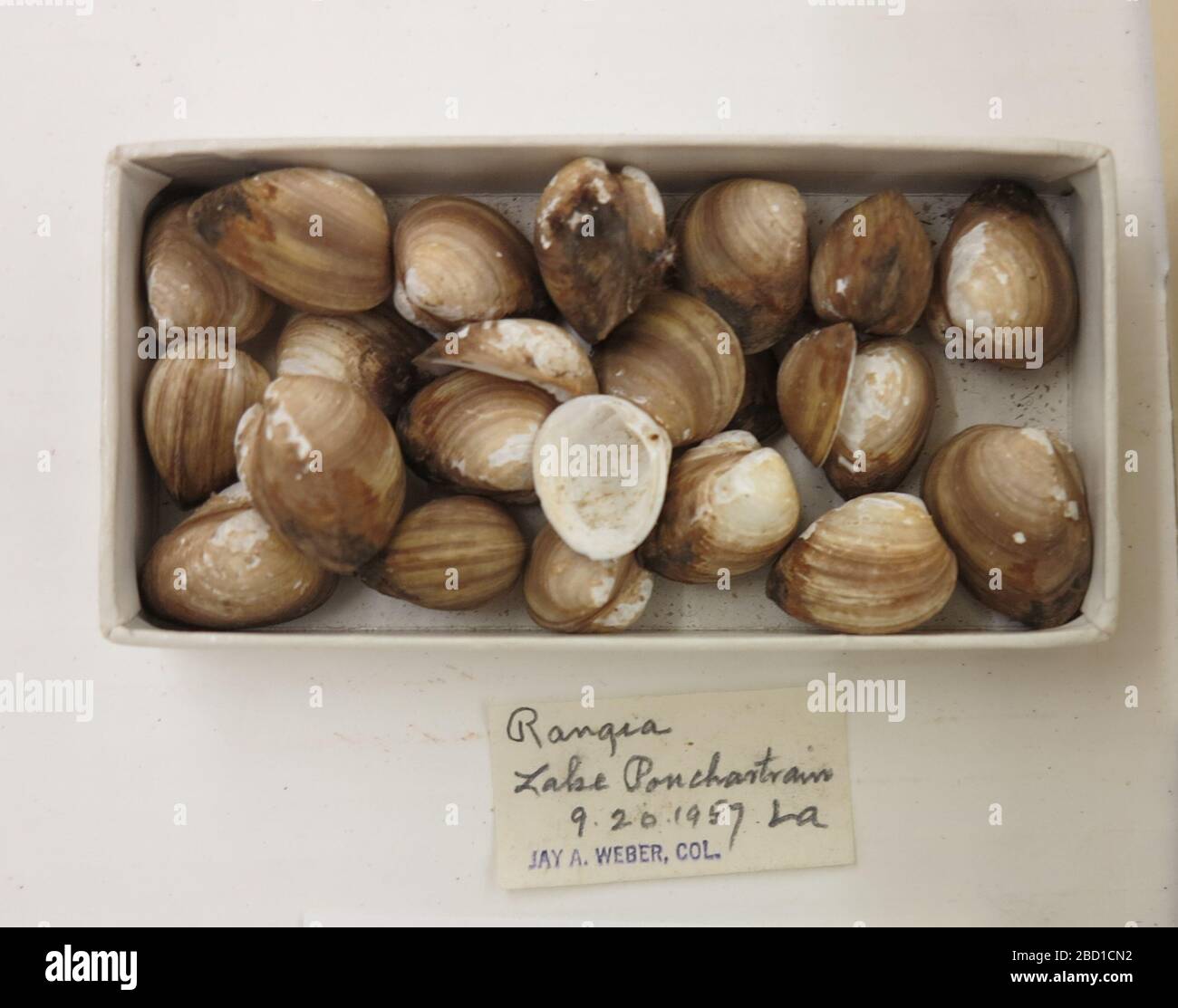 Rangia hi-res stock photography and images - Alamy