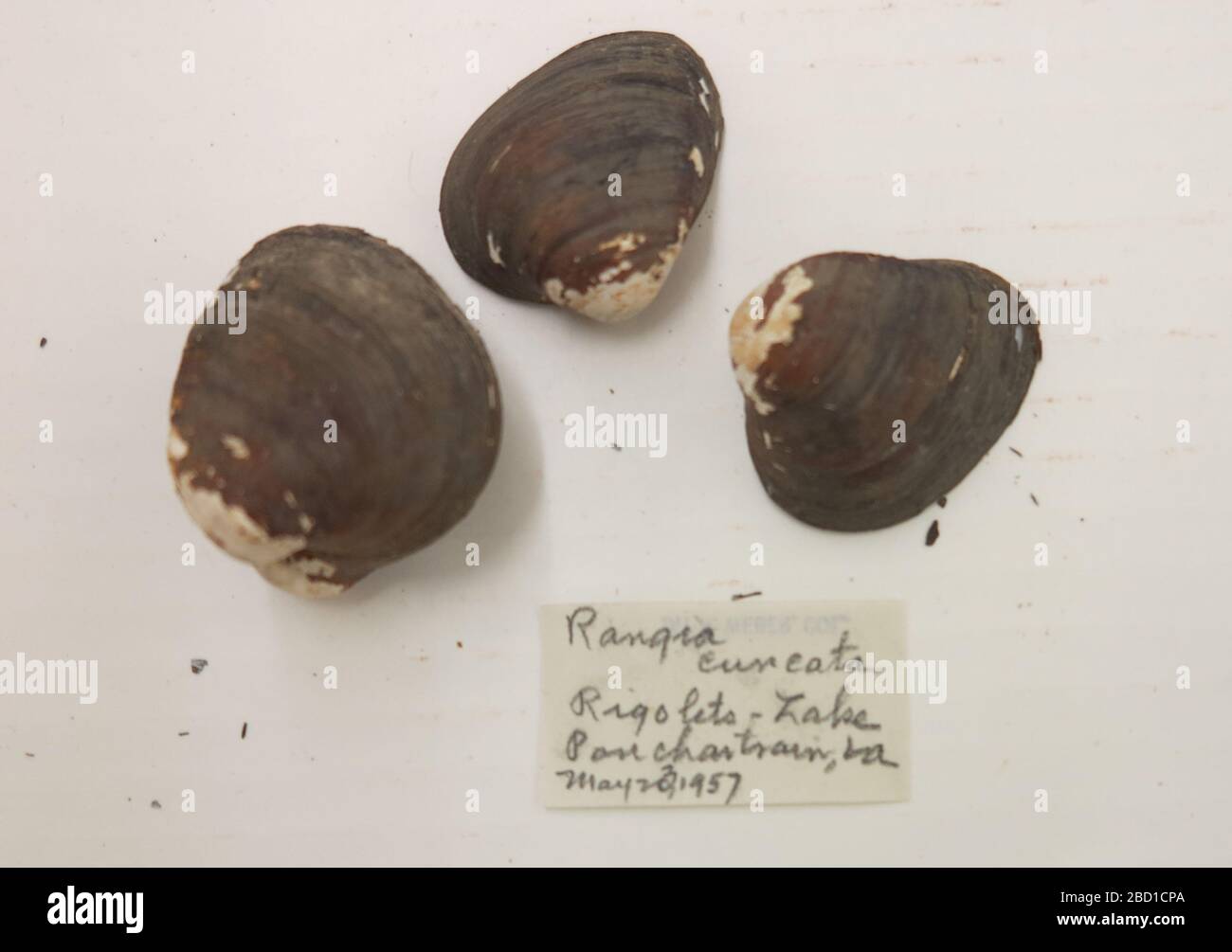 Rangia hi-res stock photography and images - Alamy