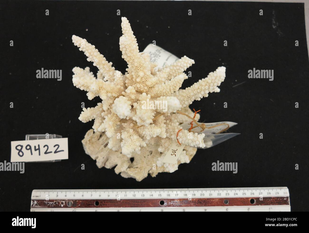 Austera hi-res stock photography and images - Alamy