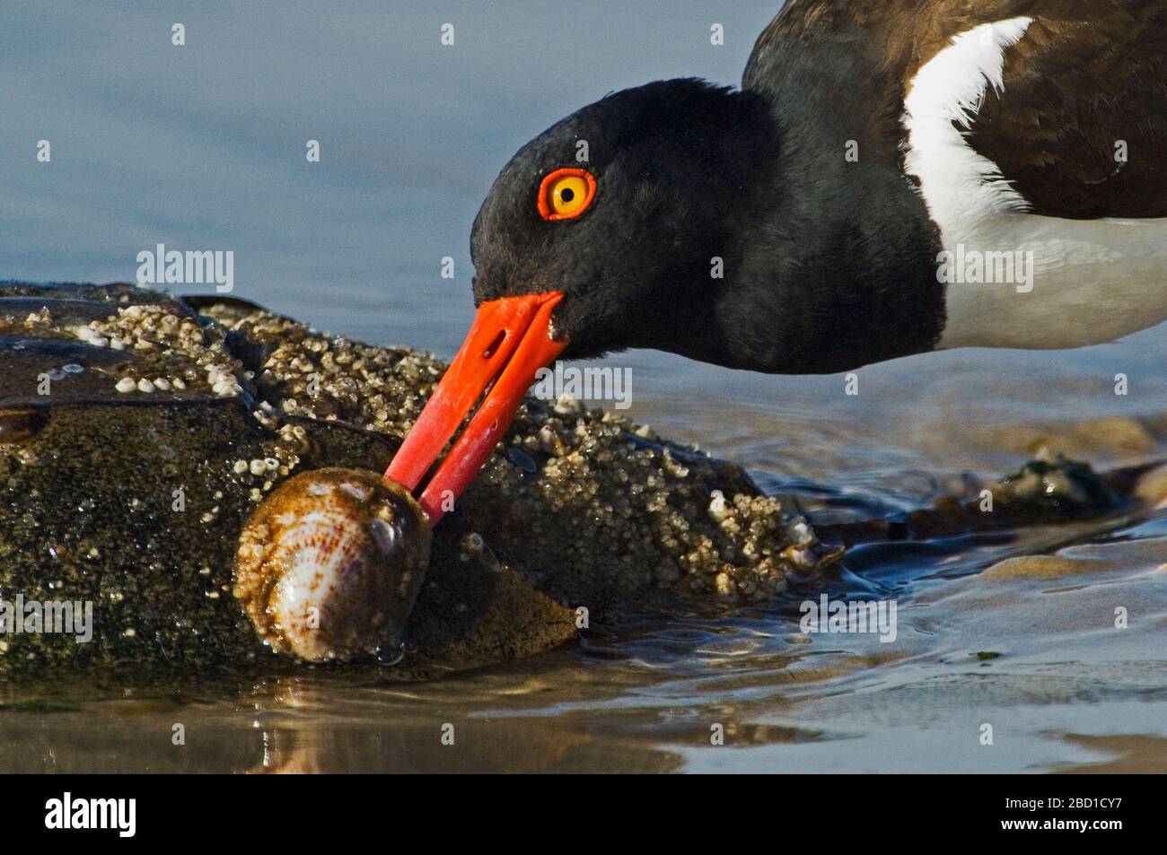 American oystercatcher prying off slip shell from horseshoe crab Stock ...