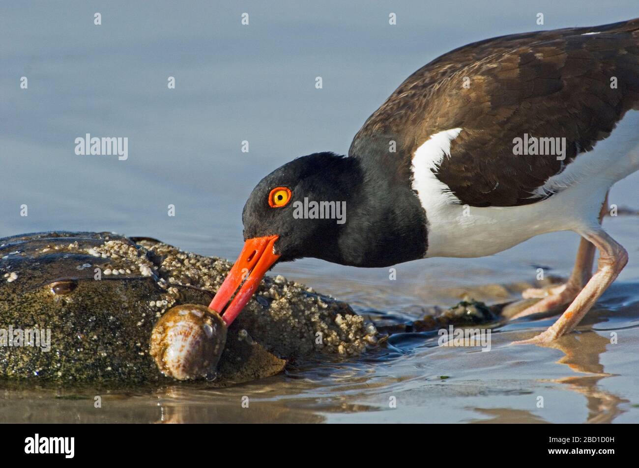 American oystercatcher prying off slip shell from horseshoe crab Stock ...