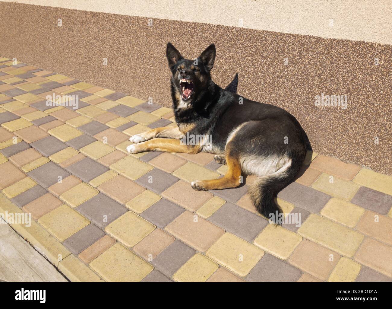Smart young black dog resting on a pavement and warning humans to keep ...