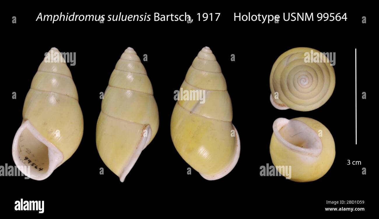 Amphidromus hi-res stock photography and images - Alamy