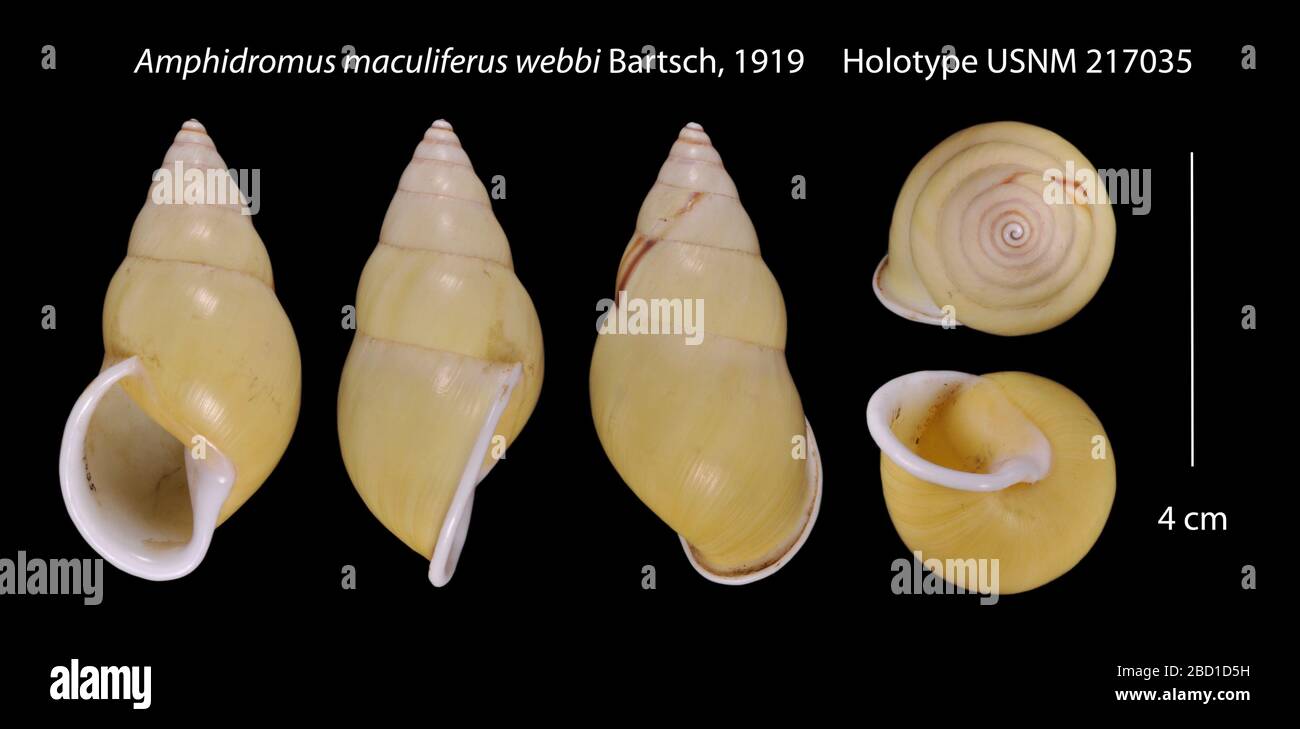 Amphidromus hi-res stock photography and images - Alamy