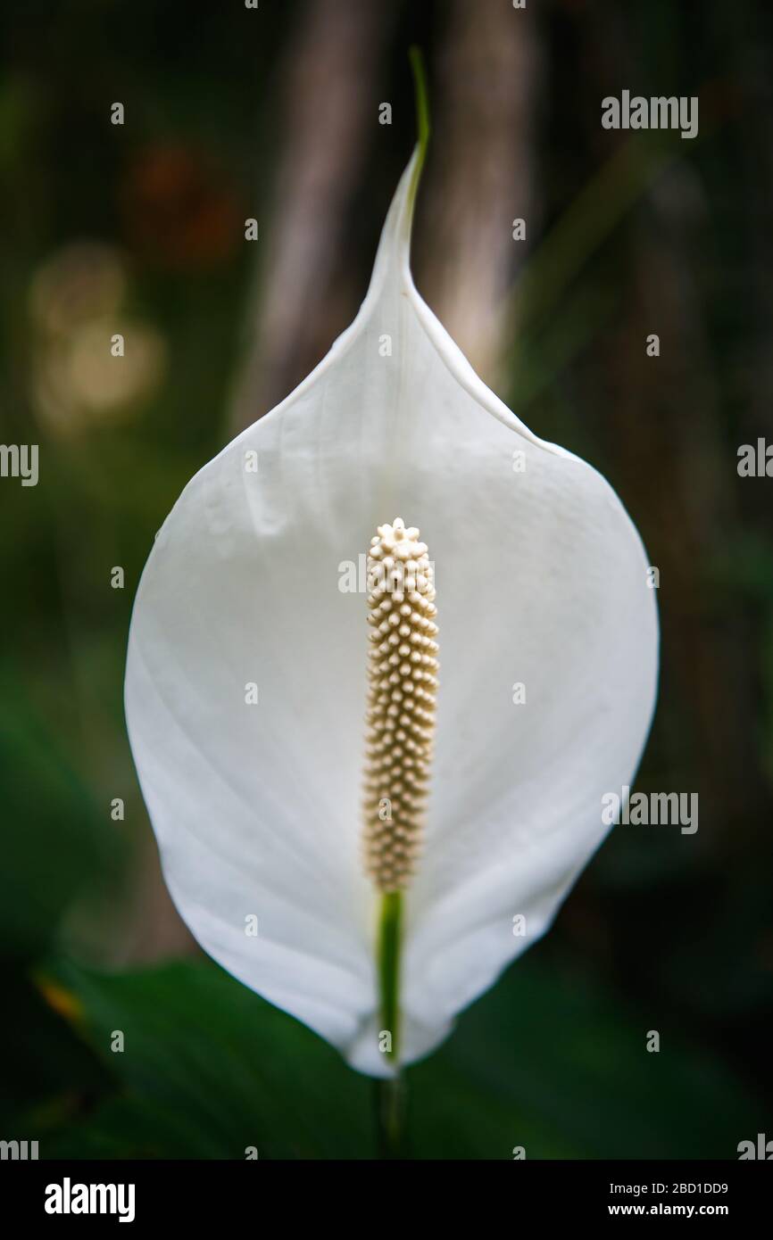 Exotic white Calla Lilies grow in botanical garden.Rare Spathiphyllum ...