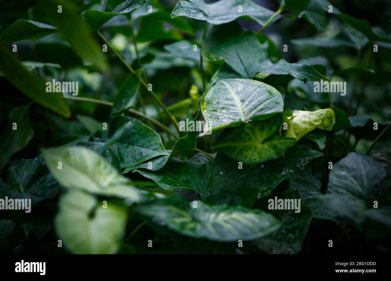 Exotic tropical green plants with wide leaves grow in botanical garden ...