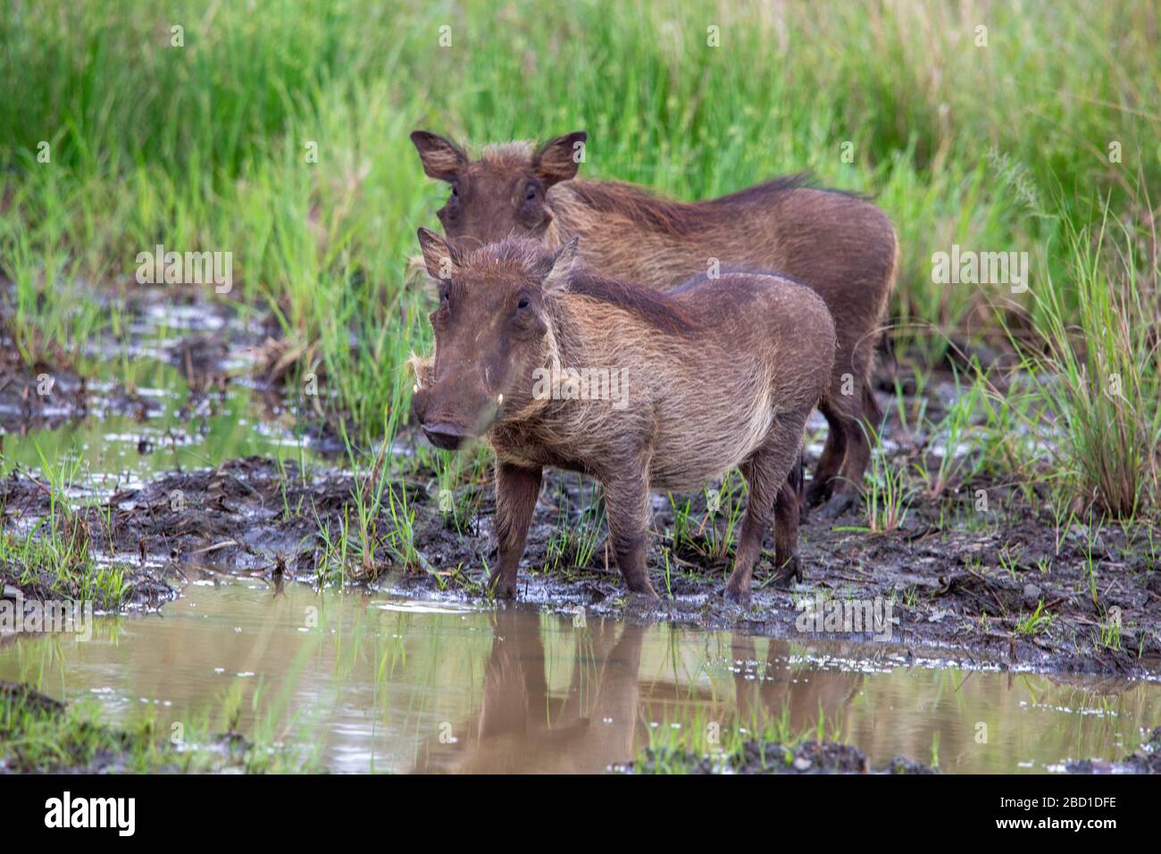 African wild pig hi-res stock photography and images - Alamy