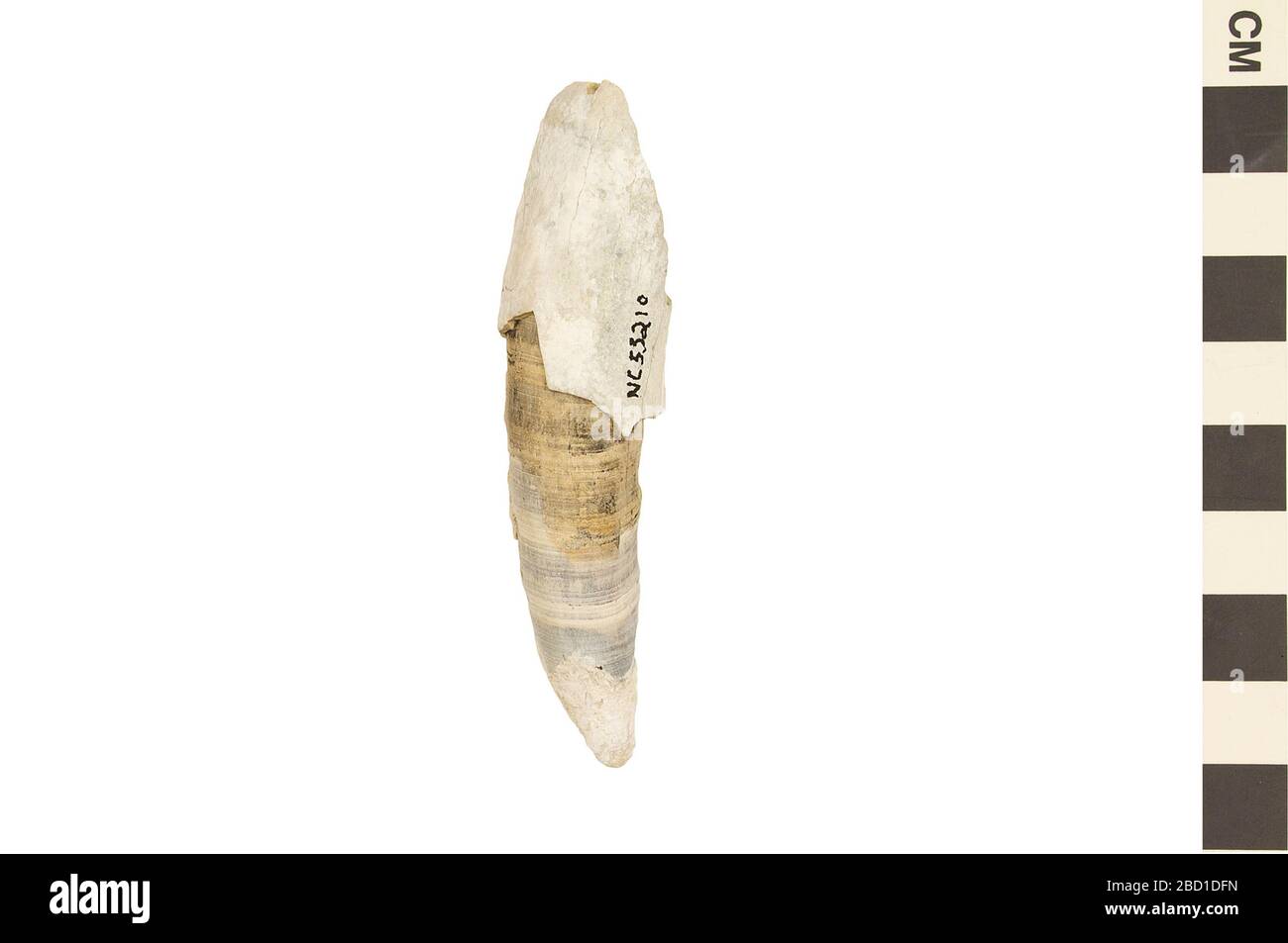 Sperm whale tooth hi-res stock photography and images - Alamy
