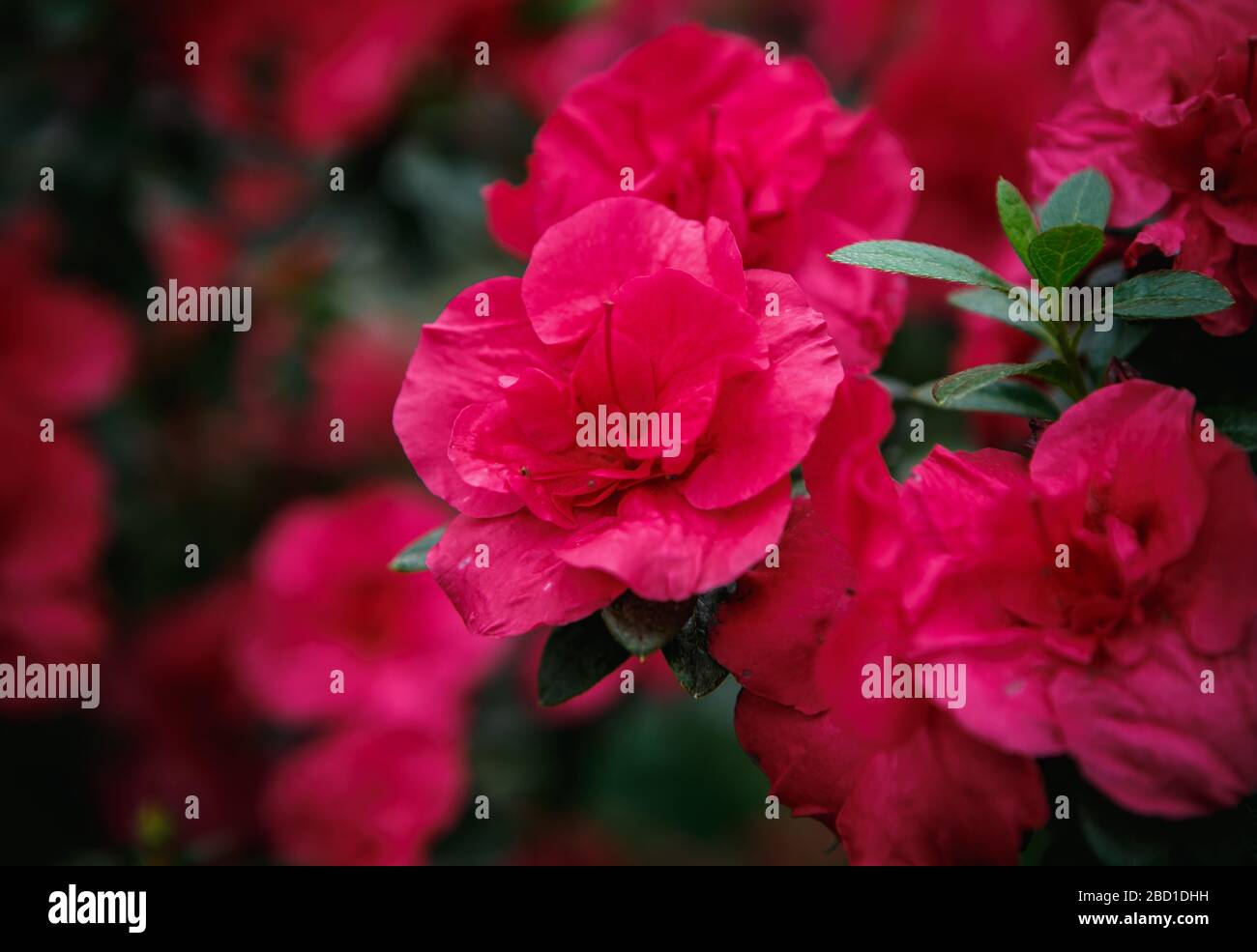 Exotic pink Rhododendron flowers grow in botanical garden.Beautiful ...