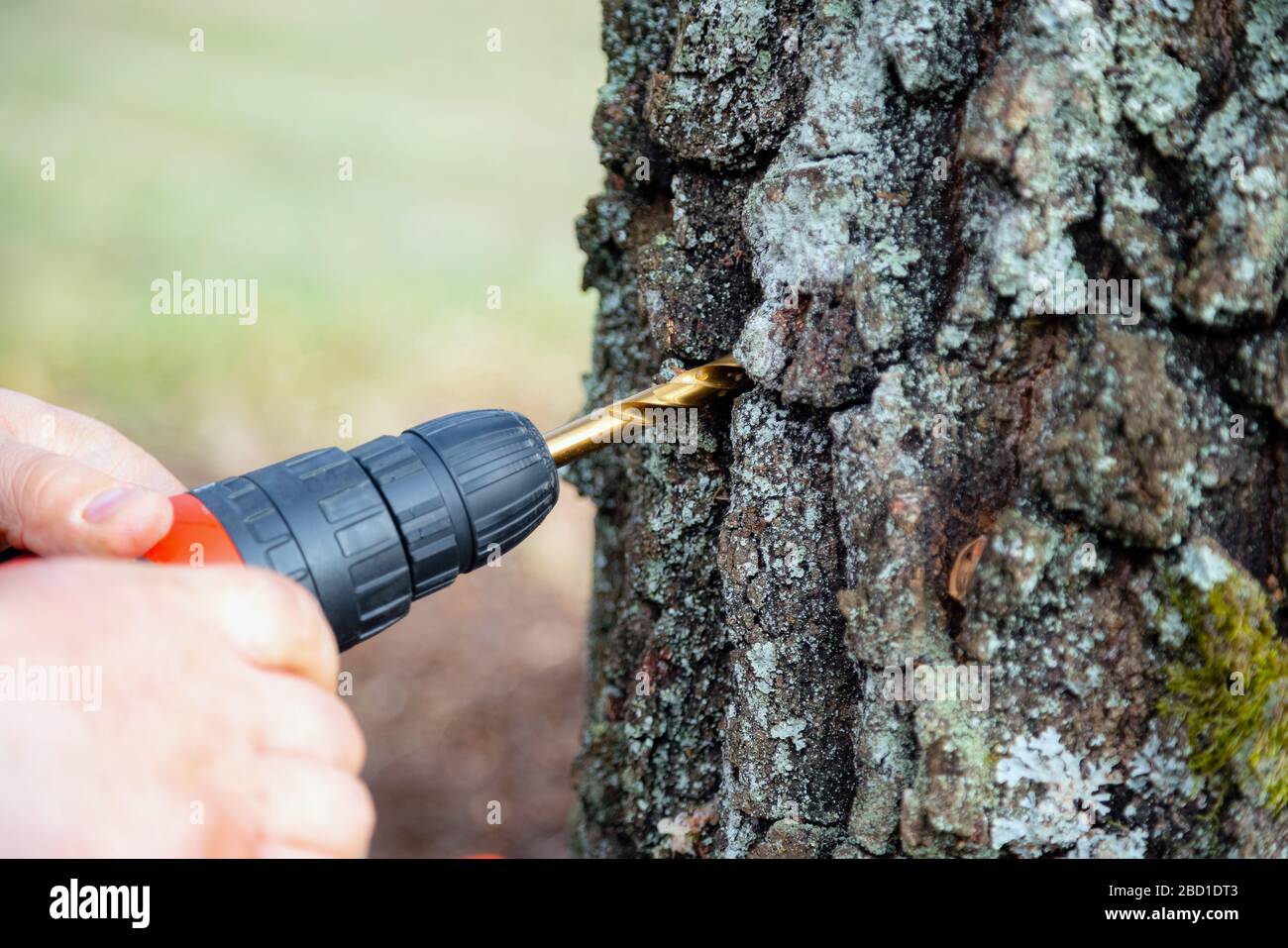 Close up of man drilling a hole to collect birch sap. Collecting silver ...