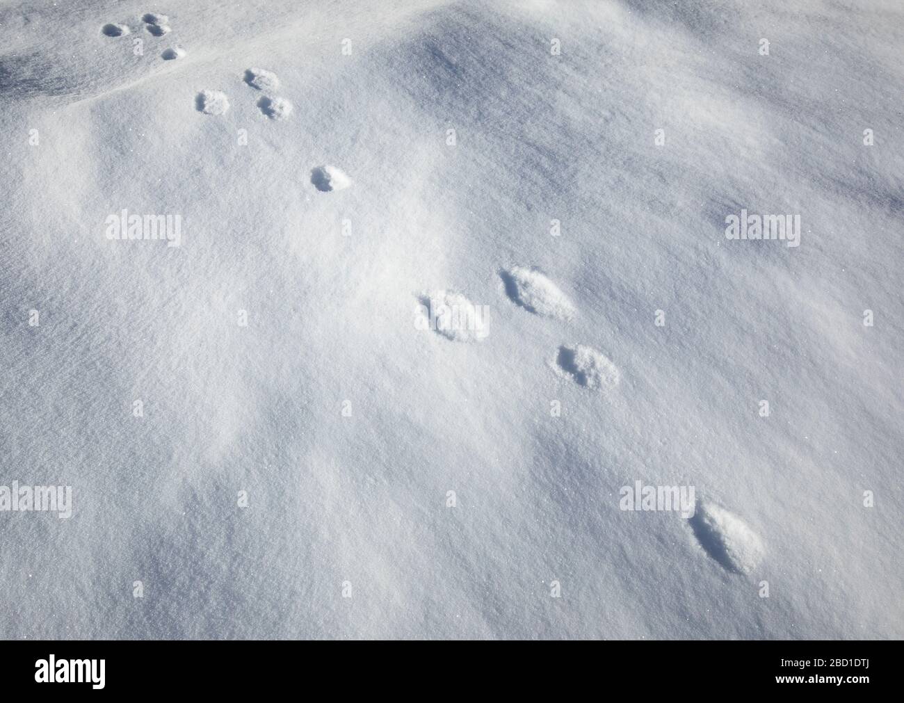 Hare paw prints hi-res stock photography and images - Alamy