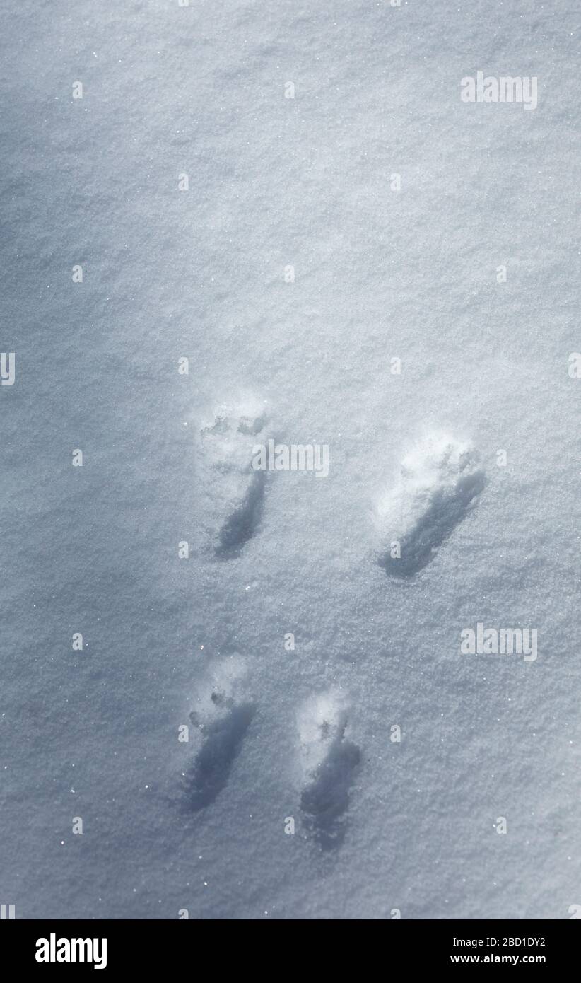 Squirrel tracks snow hi-res stock photography and images - Alamy