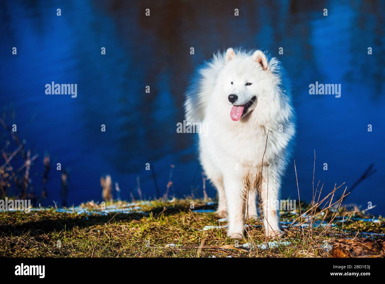 White fluffy Samoyed dog puppy is walking outside Stock Photo - Alamy