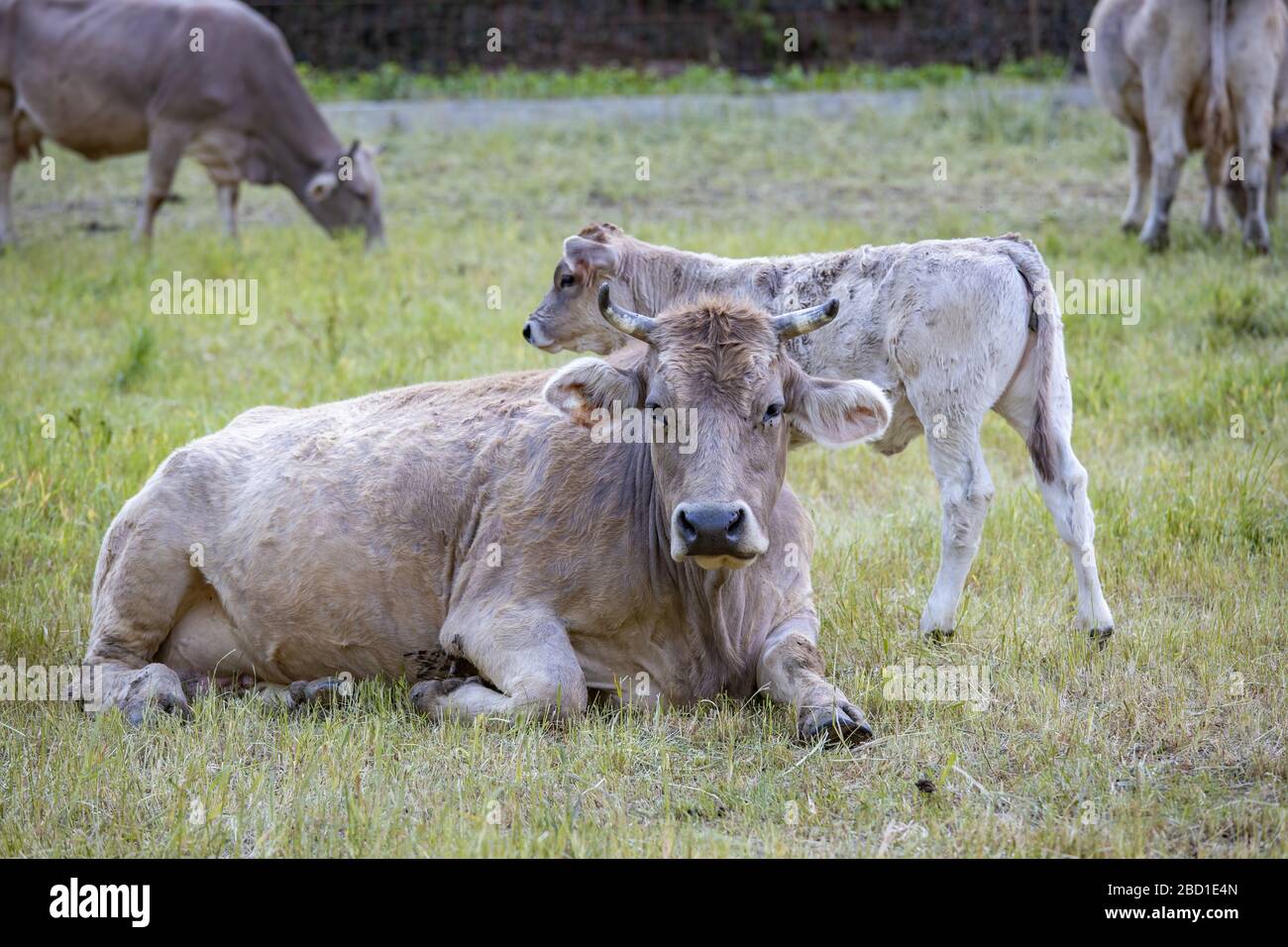 Typical Spanish cow looking at the photographer Stock Photo - Alamy