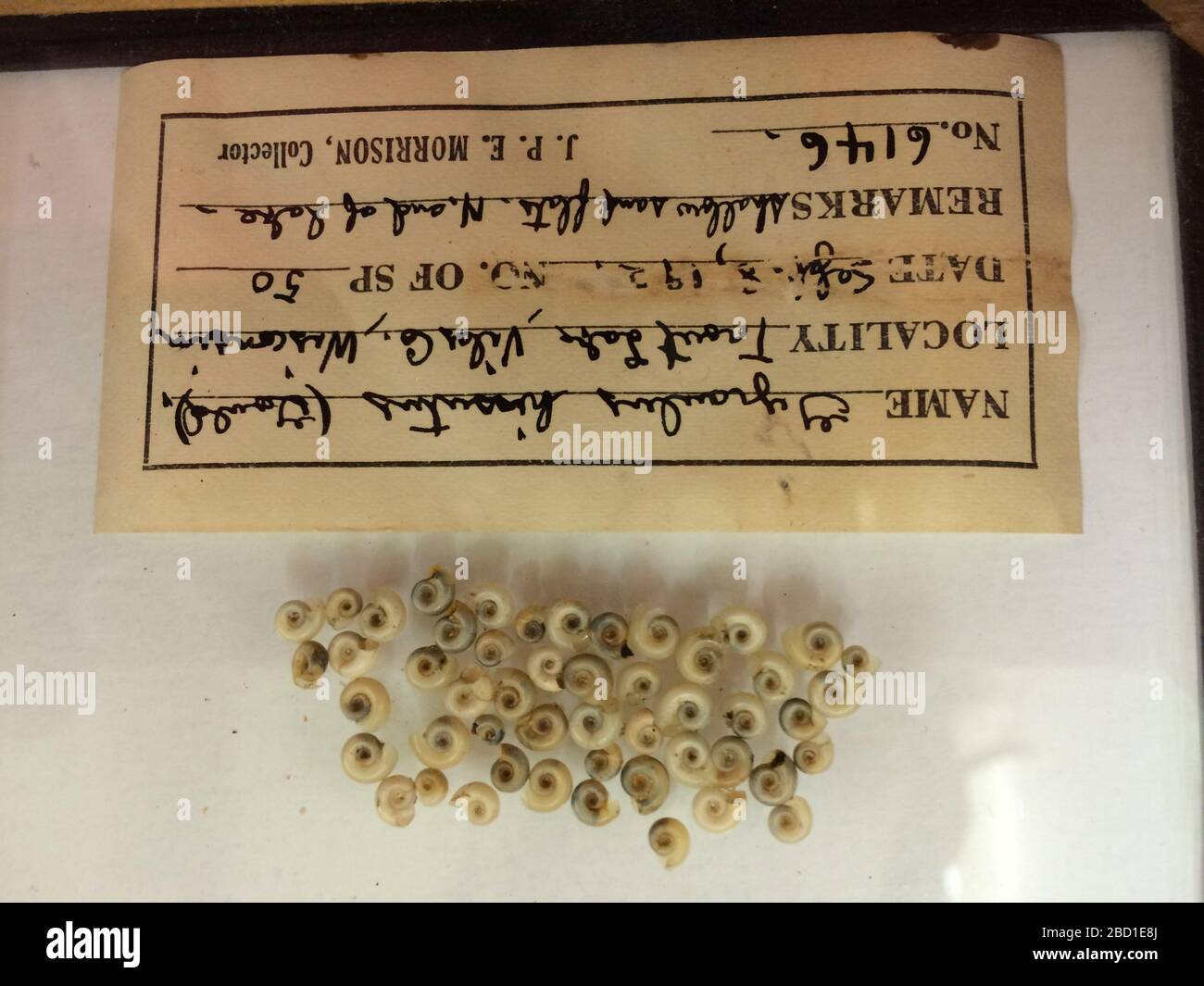 Gyraulus hi-res stock photography and images - Alamy