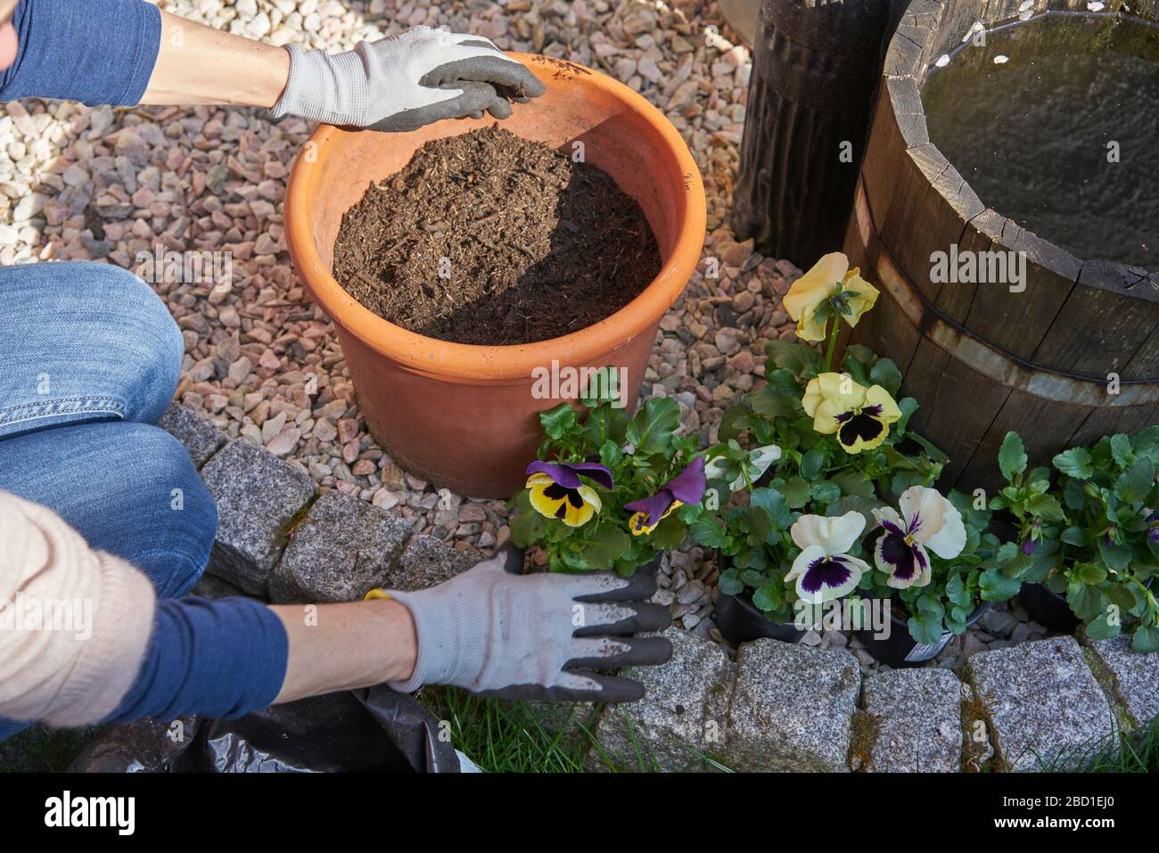 Closeup of a woman planting flowers violas in her sunny backyard in a ...