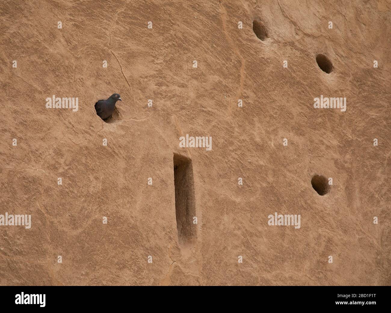 A pigeon appears from a Pigeon hole within the Al Zubara Fort, a ...