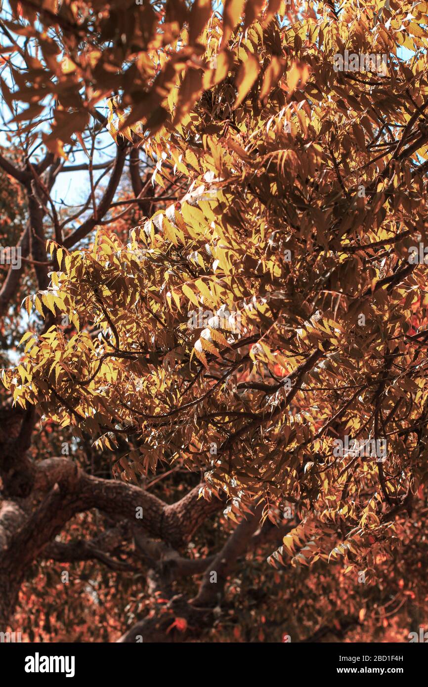 Karachi forest hi-res stock photography and images - Alamy