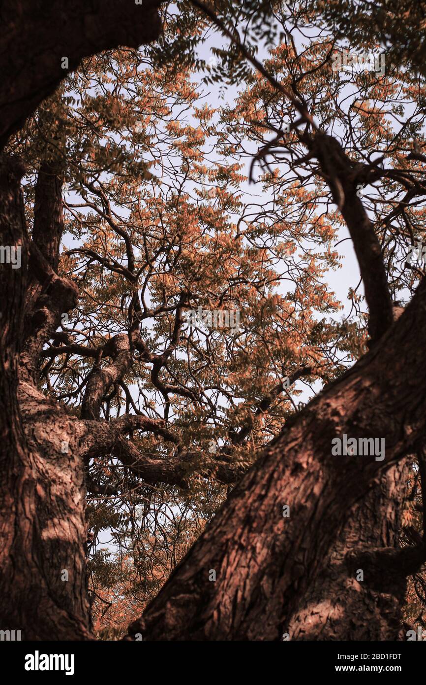 Karachi forest hi-res stock photography and images - Alamy
