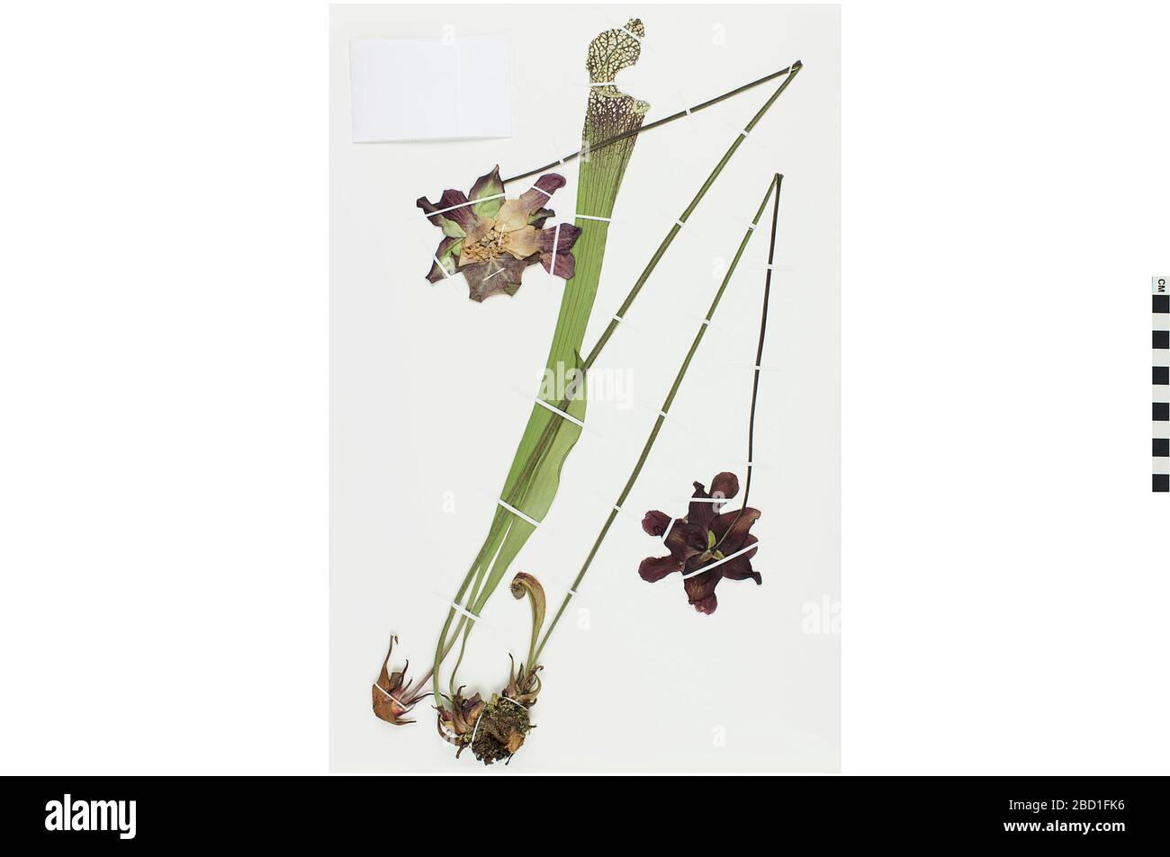 White pitcher plant hi-res stock photography and images - Alamy