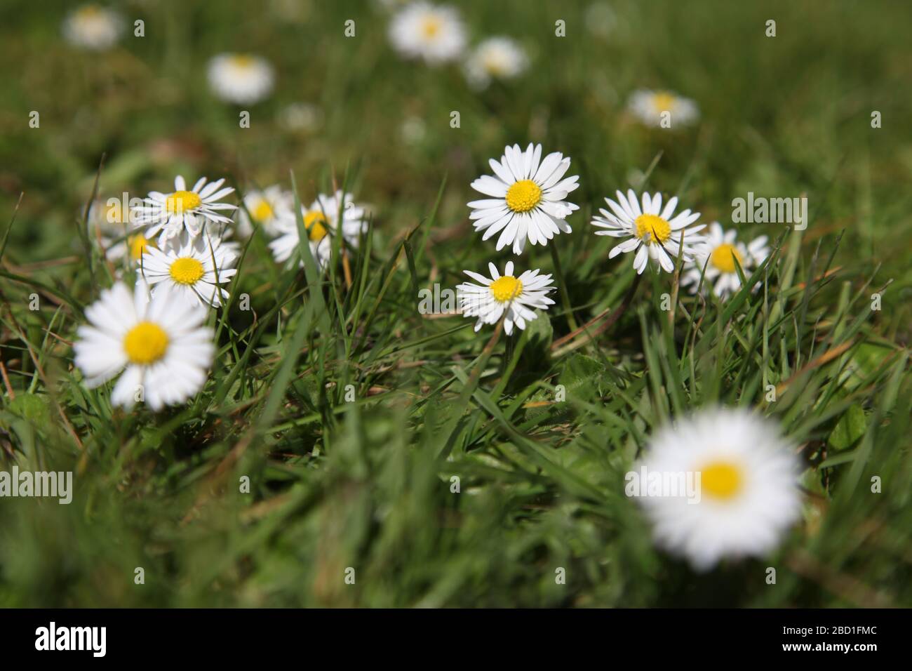 Garden English Daisy High Resolution Stock Photography and Images - Alamy