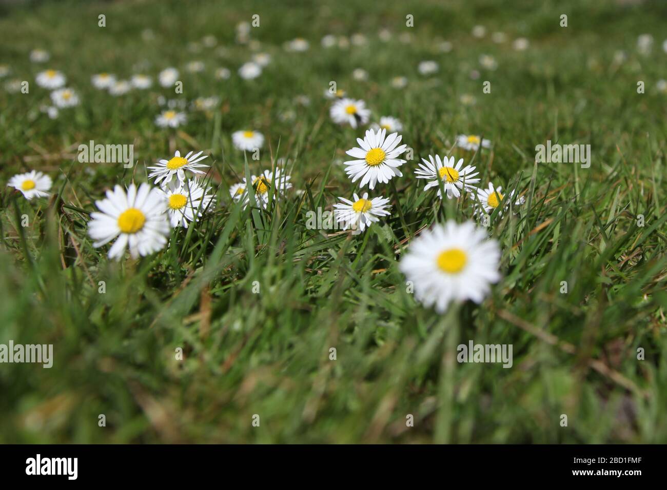 Garden English Daisy High Resolution Stock Photography and Images - Alamy