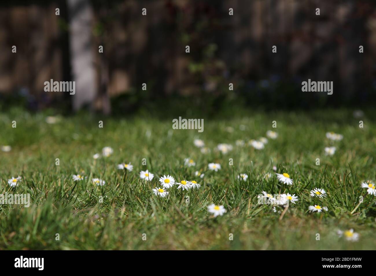 Invasive lawn weed hi-res stock photography and images - Alamy