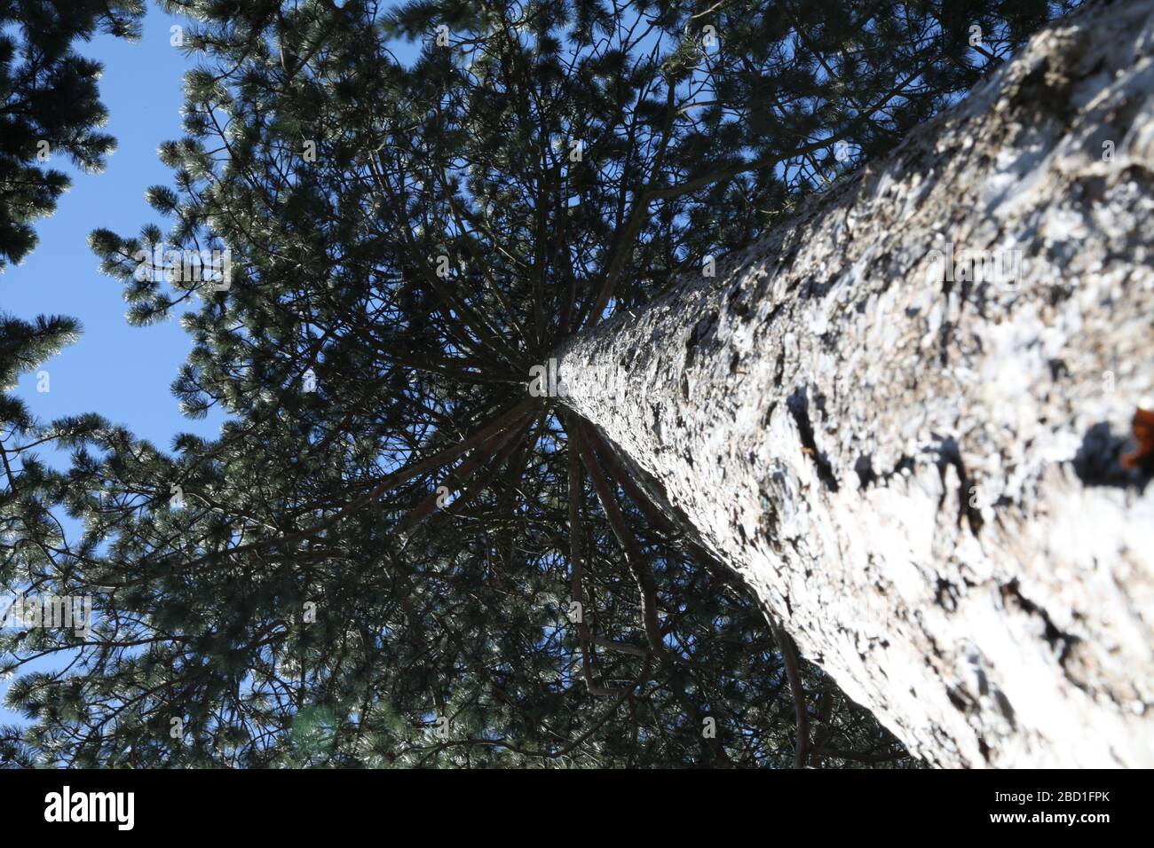 Scots pine looking up hi-res stock photography and images - Alamy