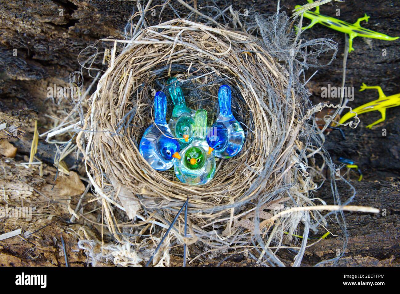 Birds That Collect Things at Hayley Forster blog