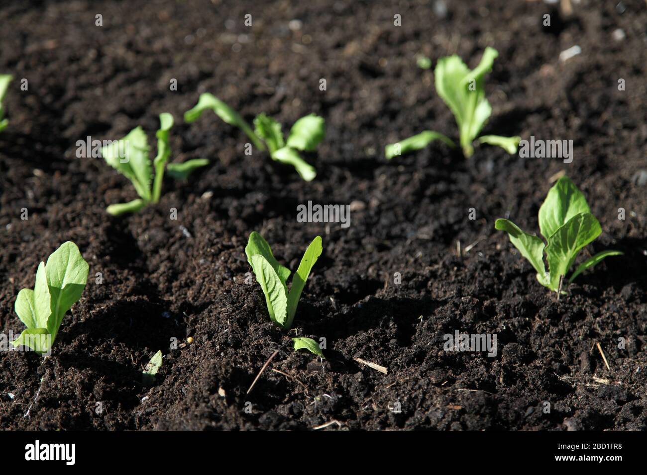 Lettuce Sprouts