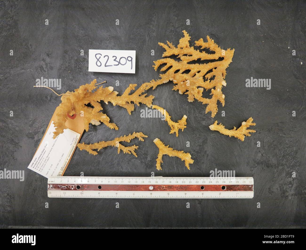 Acropora cytherea hi-res stock photography and images - Alamy