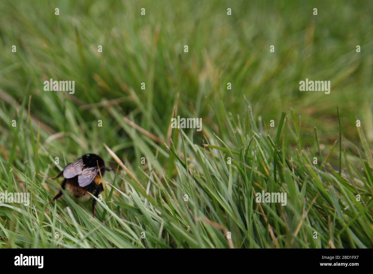 Bumblebee walking on ground hi-res stock photography and images - Alamy