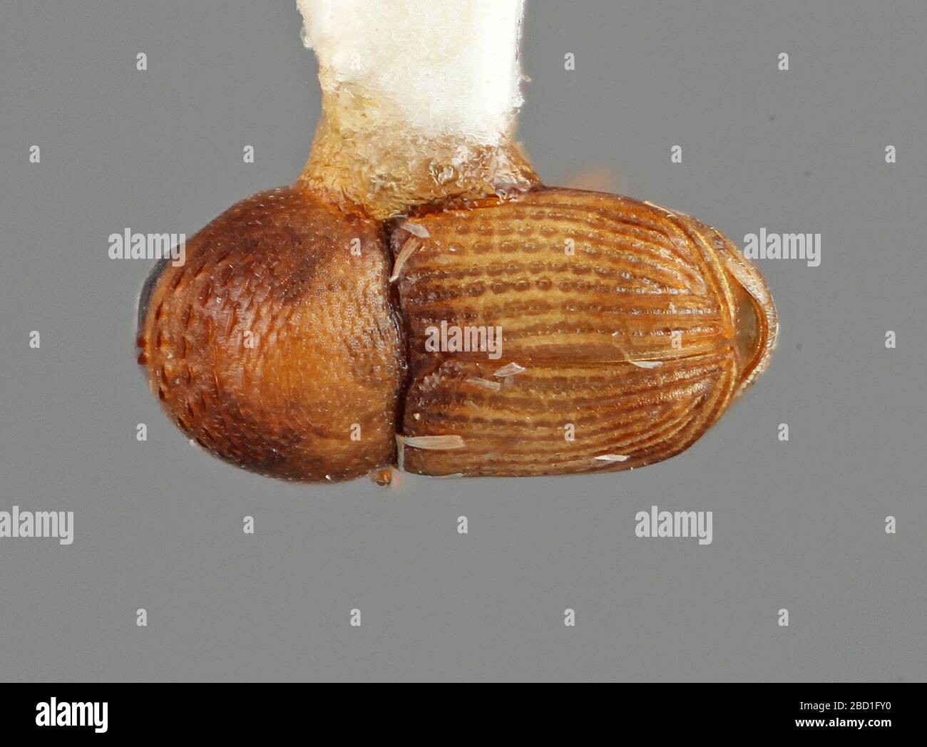 Scolytomimus bicolor. Label: light trap; Pac. Sci. Bd.20 Jul 20171 ...