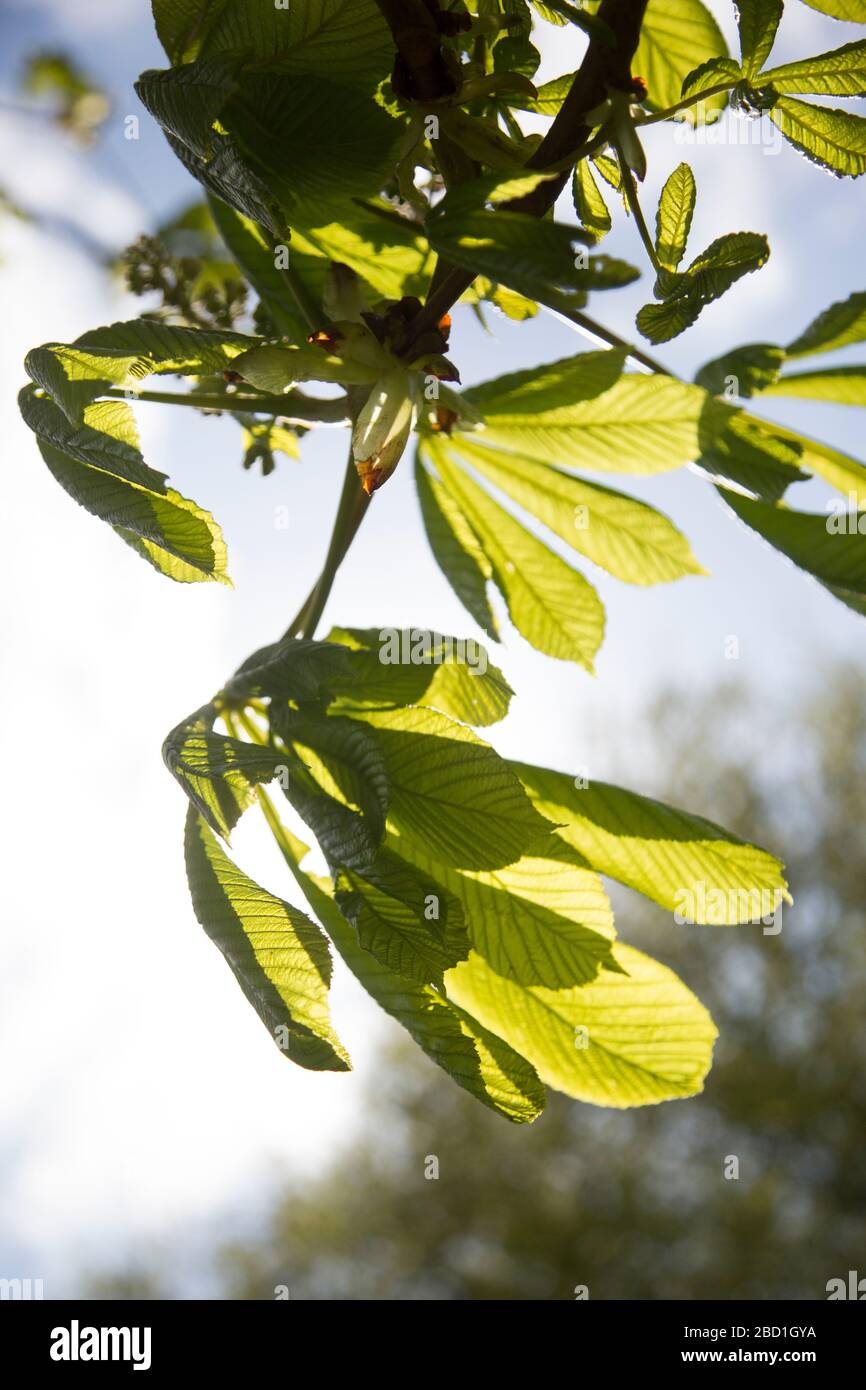 horse chesnut tree in england Stock Photo - Alamy