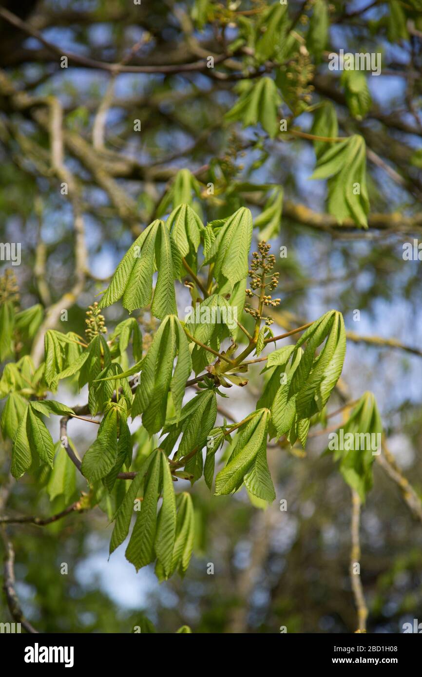 horse chesnut tree in england Stock Photo - Alamy