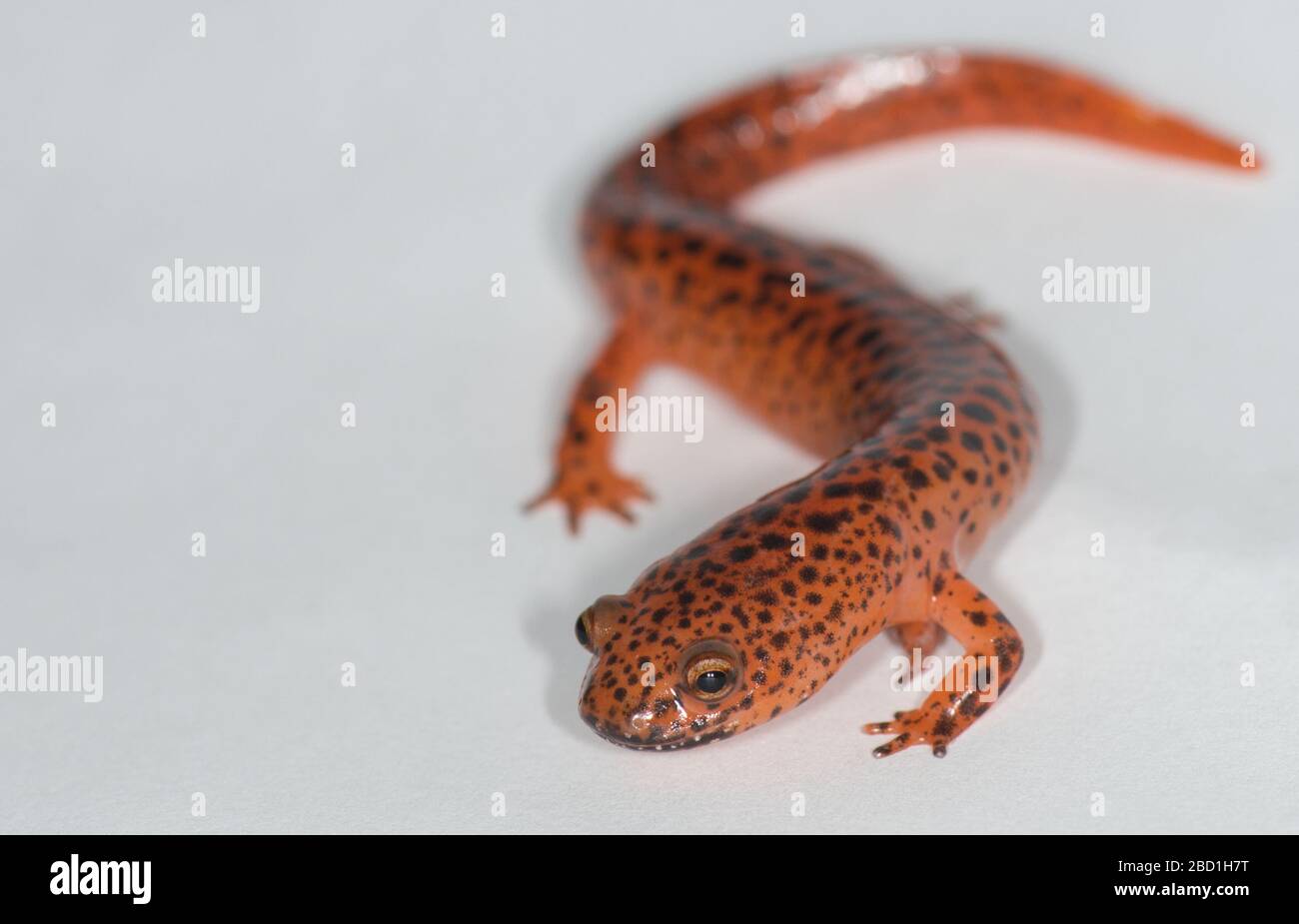 Northern Red Salamander. Species: ruber ruber,Genus: Pseudotriton ...