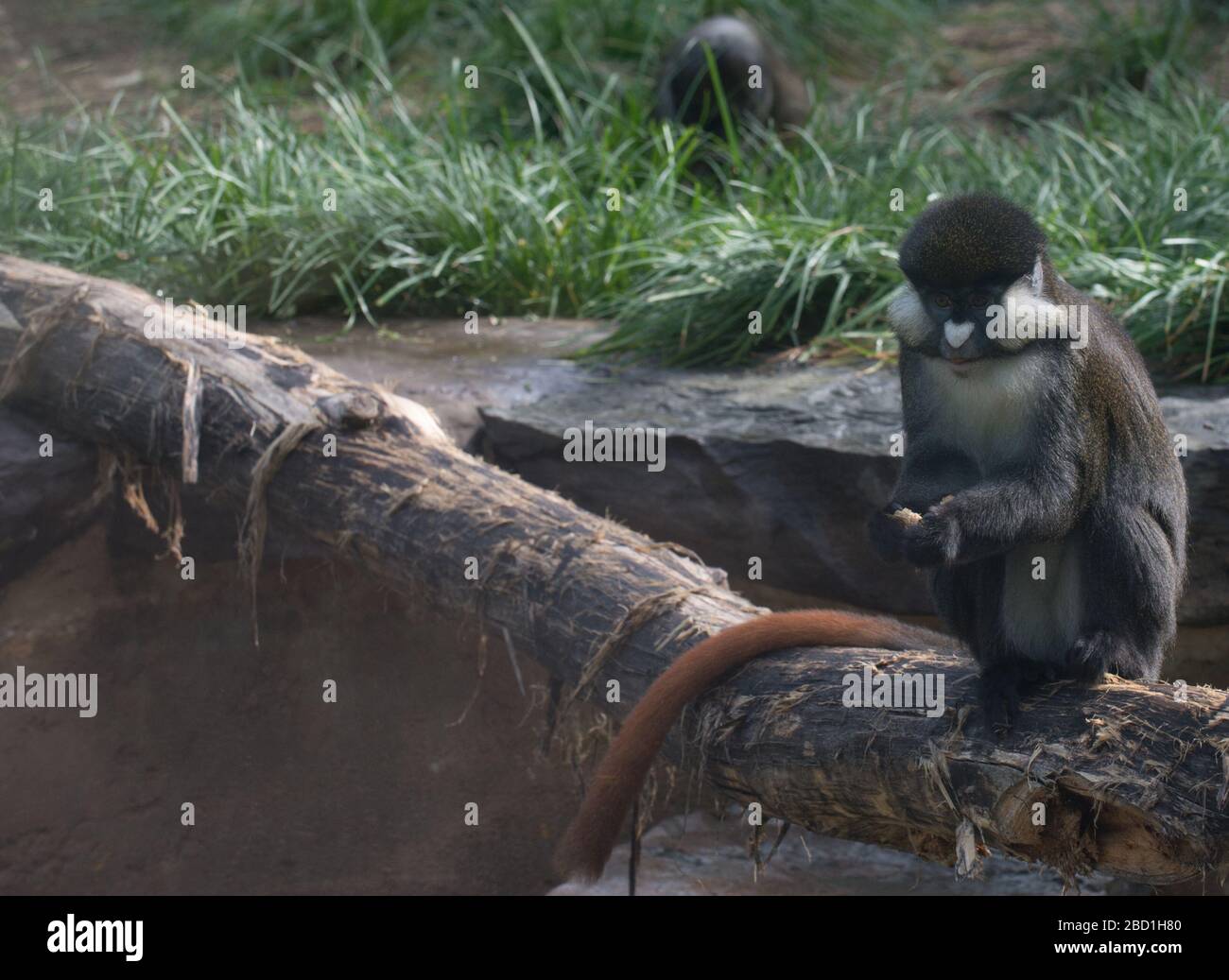Schmidts Redtailed Monkey. Allen's Swamp Monkey,Class: Mammalia,Family ...
