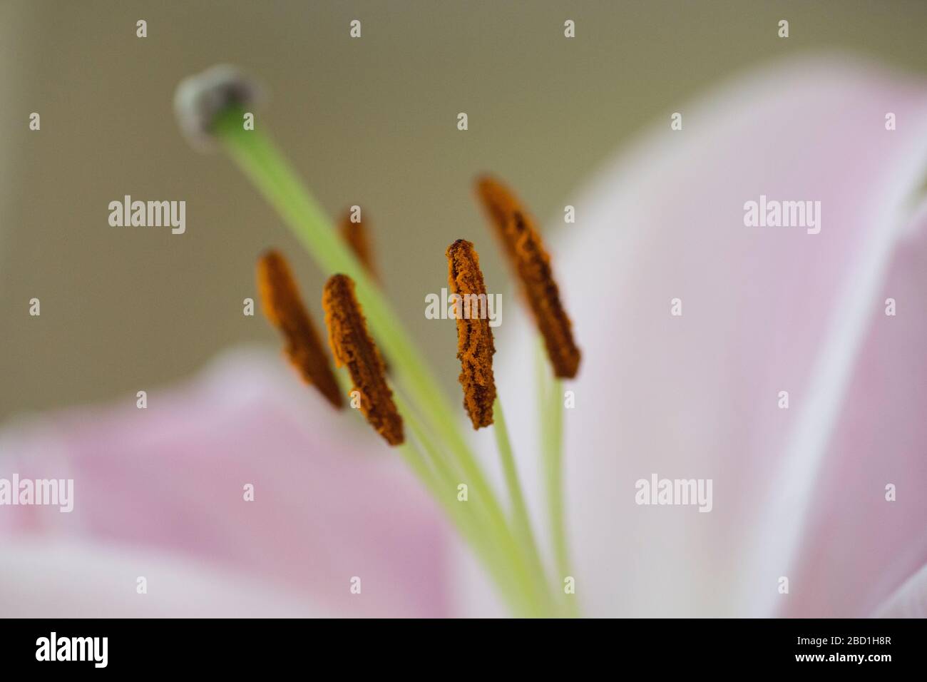close up of pink lily flowers petals and stamen in a vase in the home ...