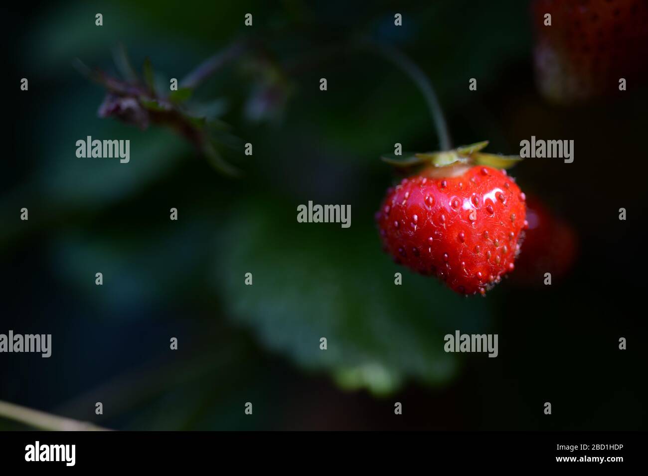 Close up of a Strawberry fruit growing. Bright red fruit against dark ...