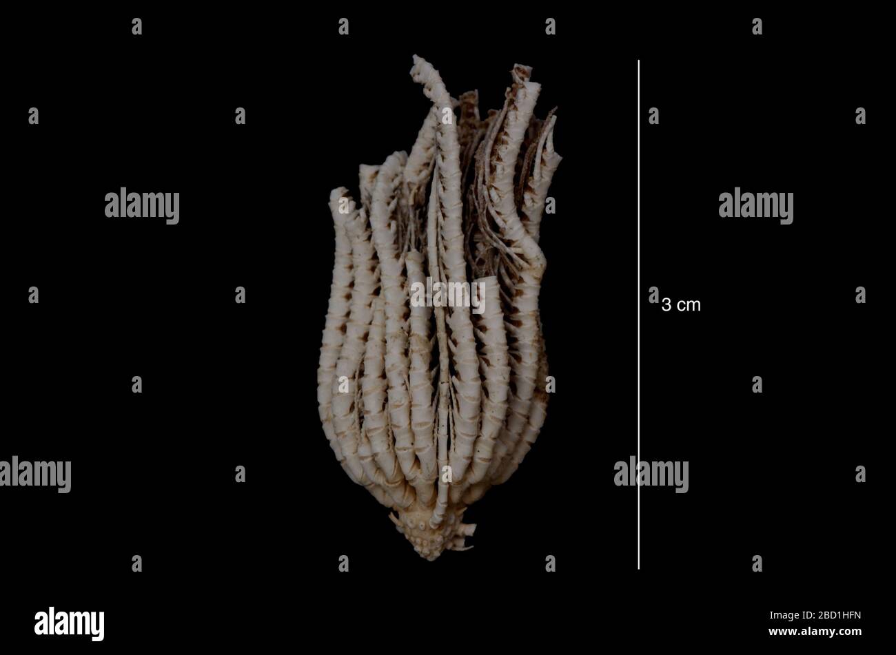 Kerguelensis hi-res stock photography and images - Alamy