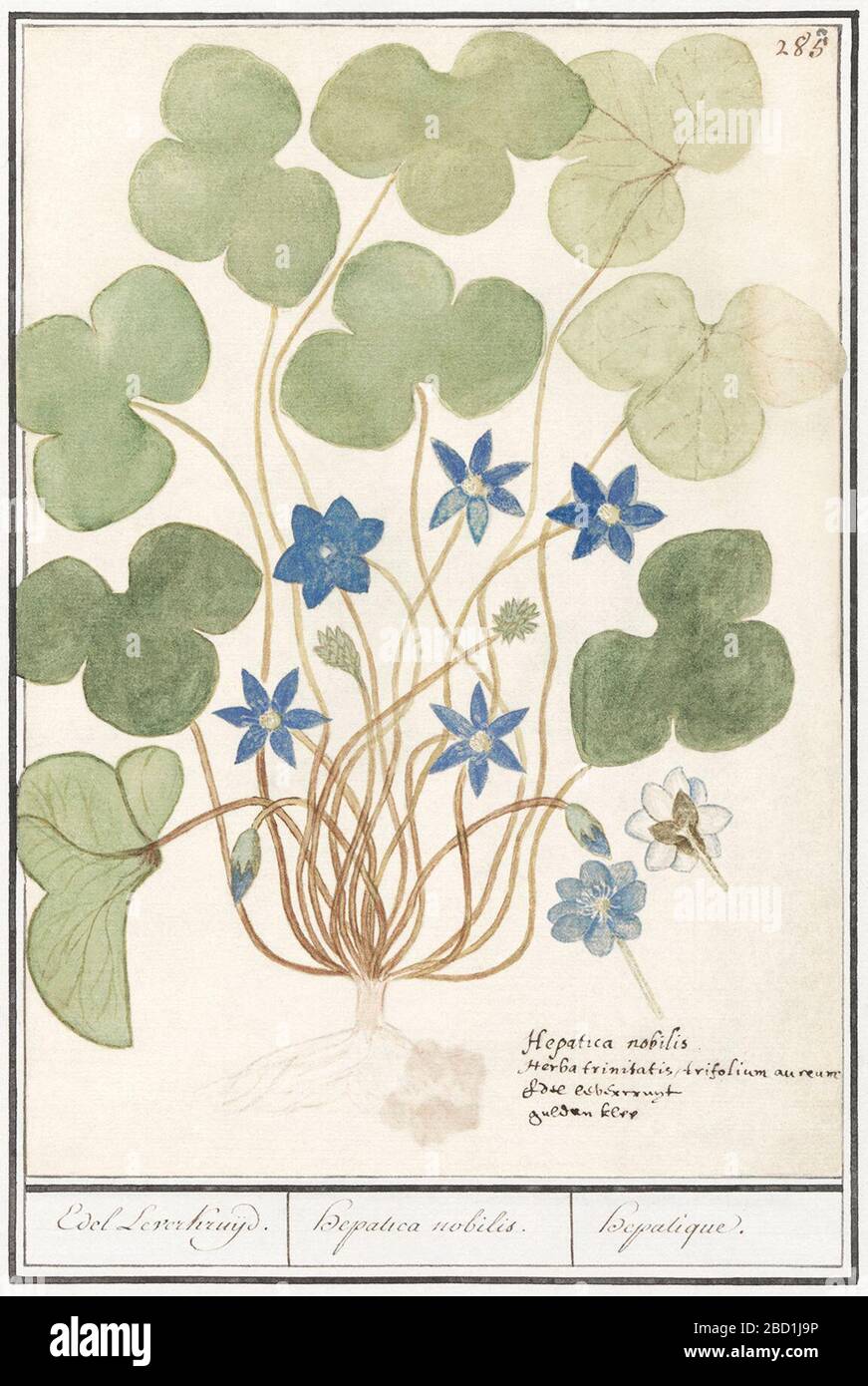 Hepatica drawing hi-res stock photography and images - Alamy