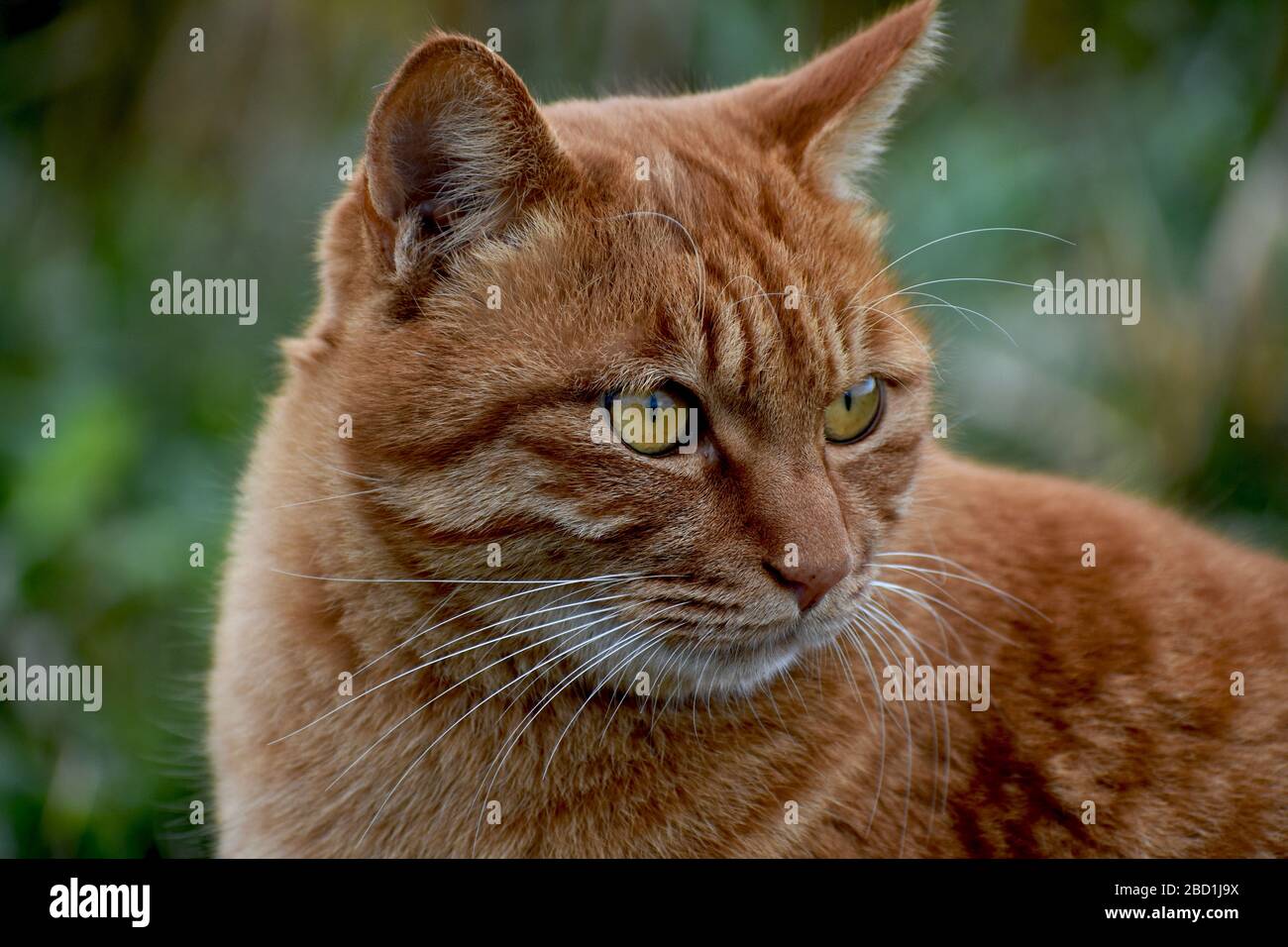 The cat lives a nice life Stock Photo - Alamy