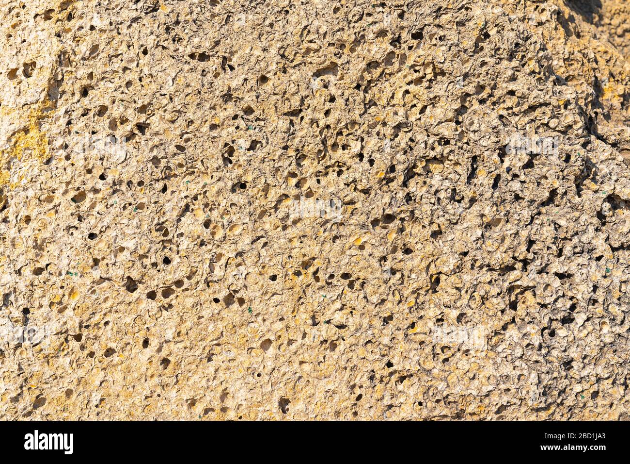 Texture of natural rock shell of rocky rock, marine life structure with ...