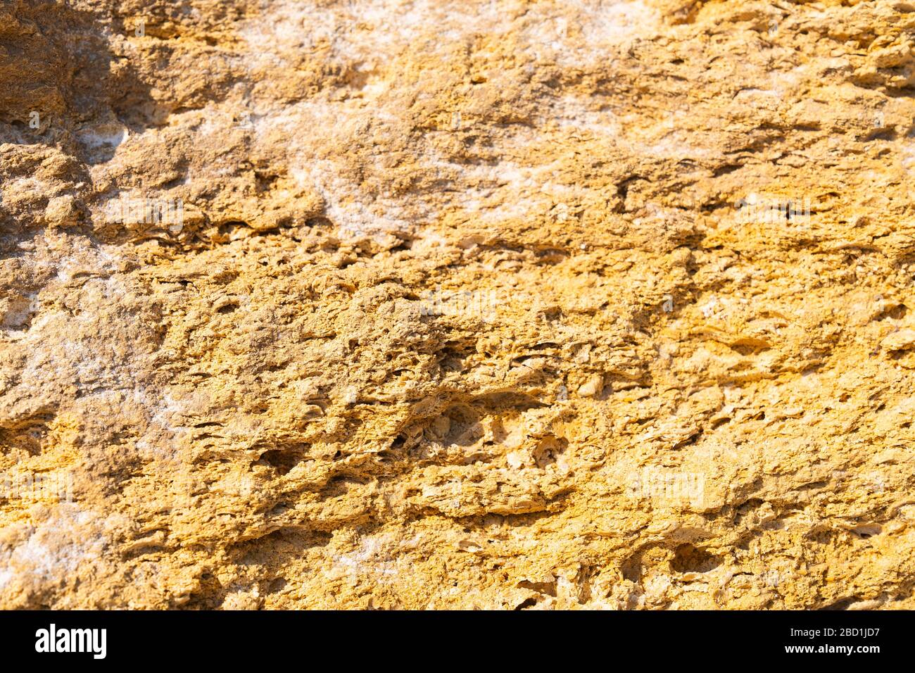 Texture of natural rock shell of rocky rock, marine life structure with ...