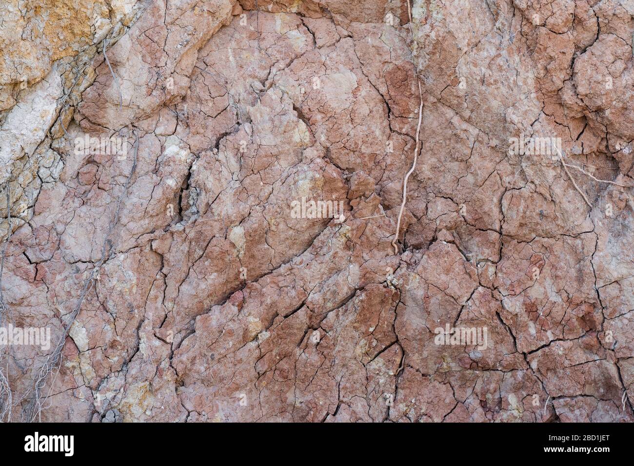 Texture of natural rock shell of rocky rock, marine life structure with ...