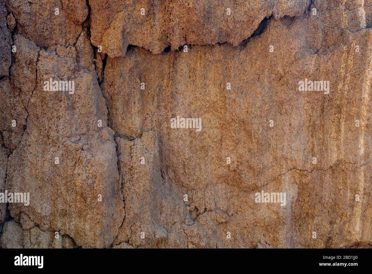 Texture of natural rock shell of rocky rock, marine life structure with ...