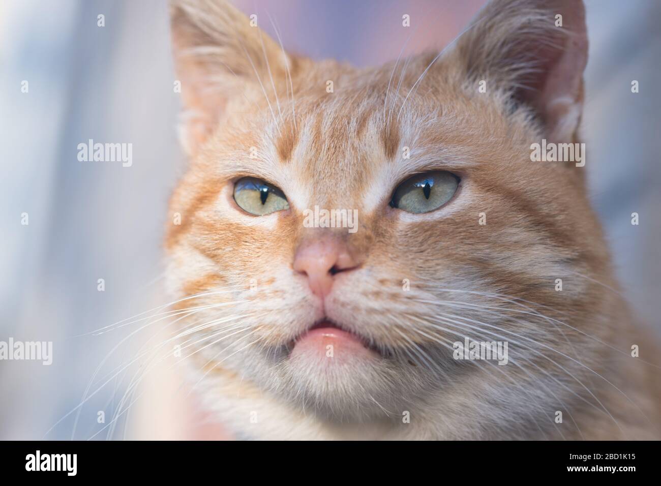 Cheshire cat smile hi-res stock photography and images - Alamy