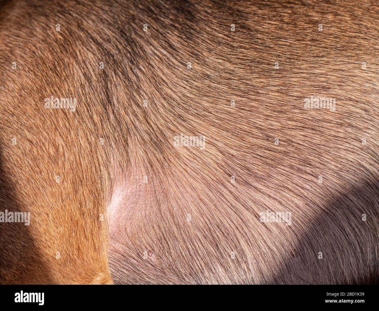 Shallow color of skin hi-res stock photography and images - Alamy