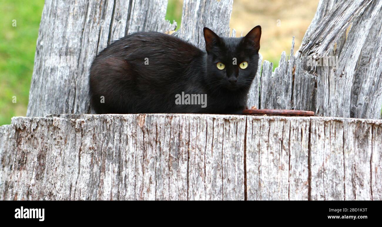 The cat lives a nice life Stock Photo - Alamy